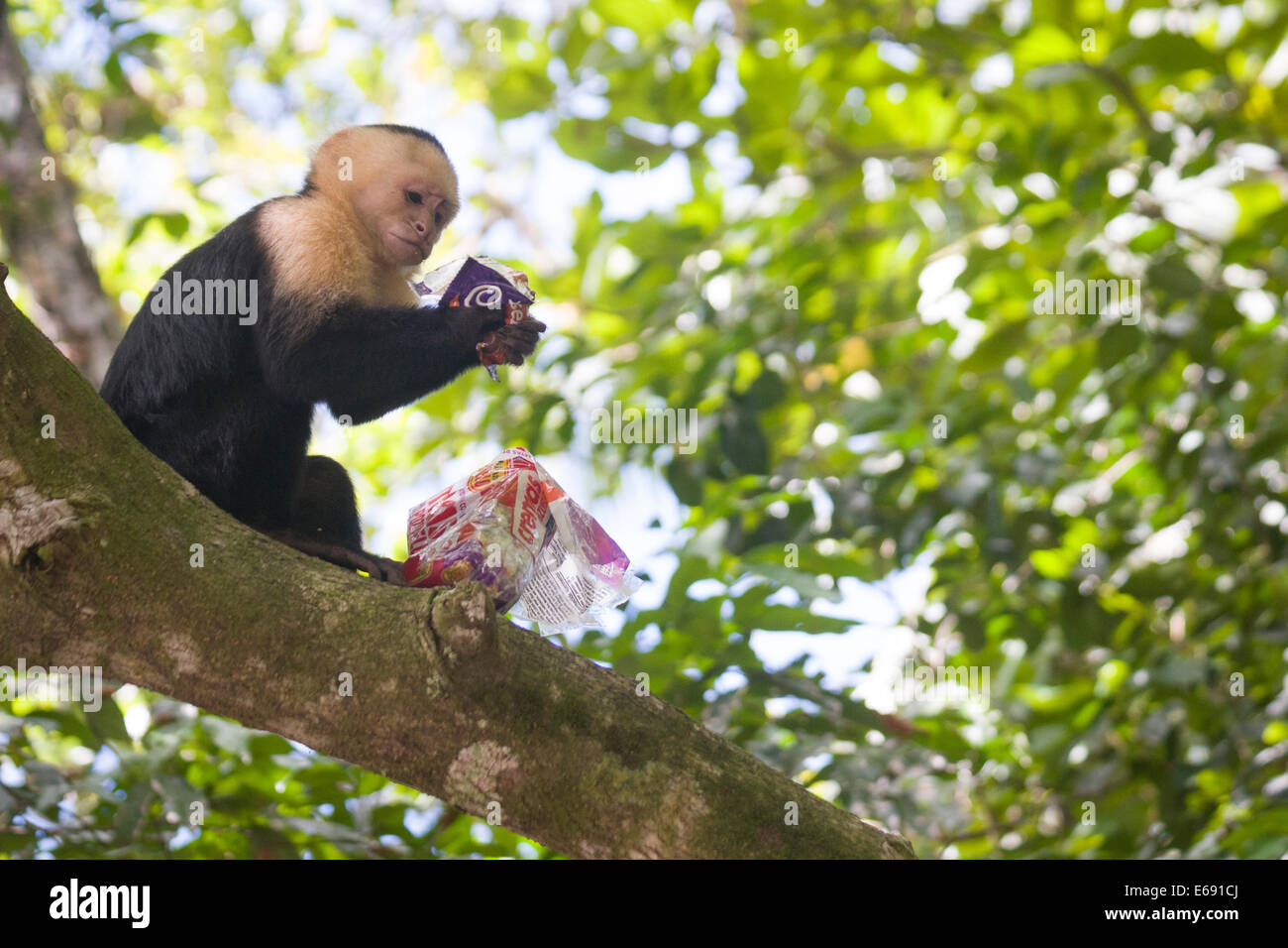 A mischievous white-headed capuchin monkey (Cebus capucinus) with ...
