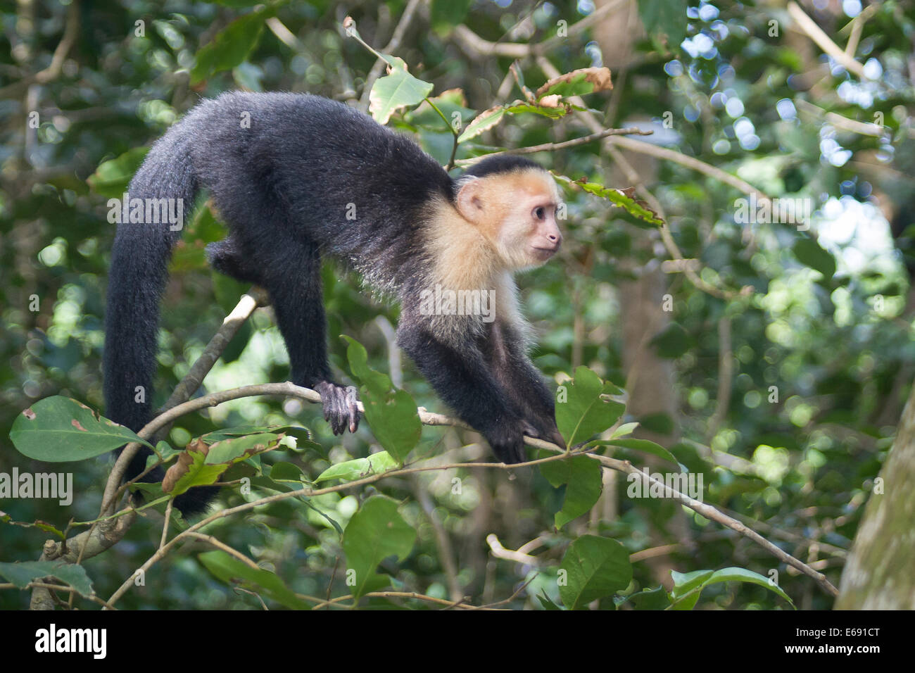 Capuchin monkey (Cebus capucinus) in the lowland tropical rainforests ...