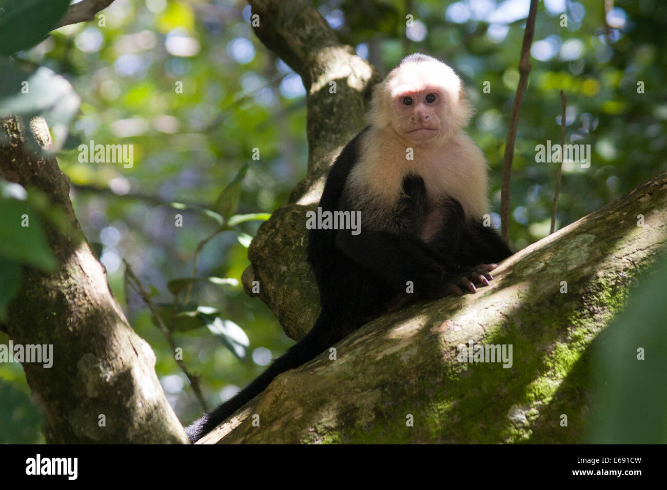 Capuchin monkey (Cebus capucinus) in the lowland tropical rainforests ...