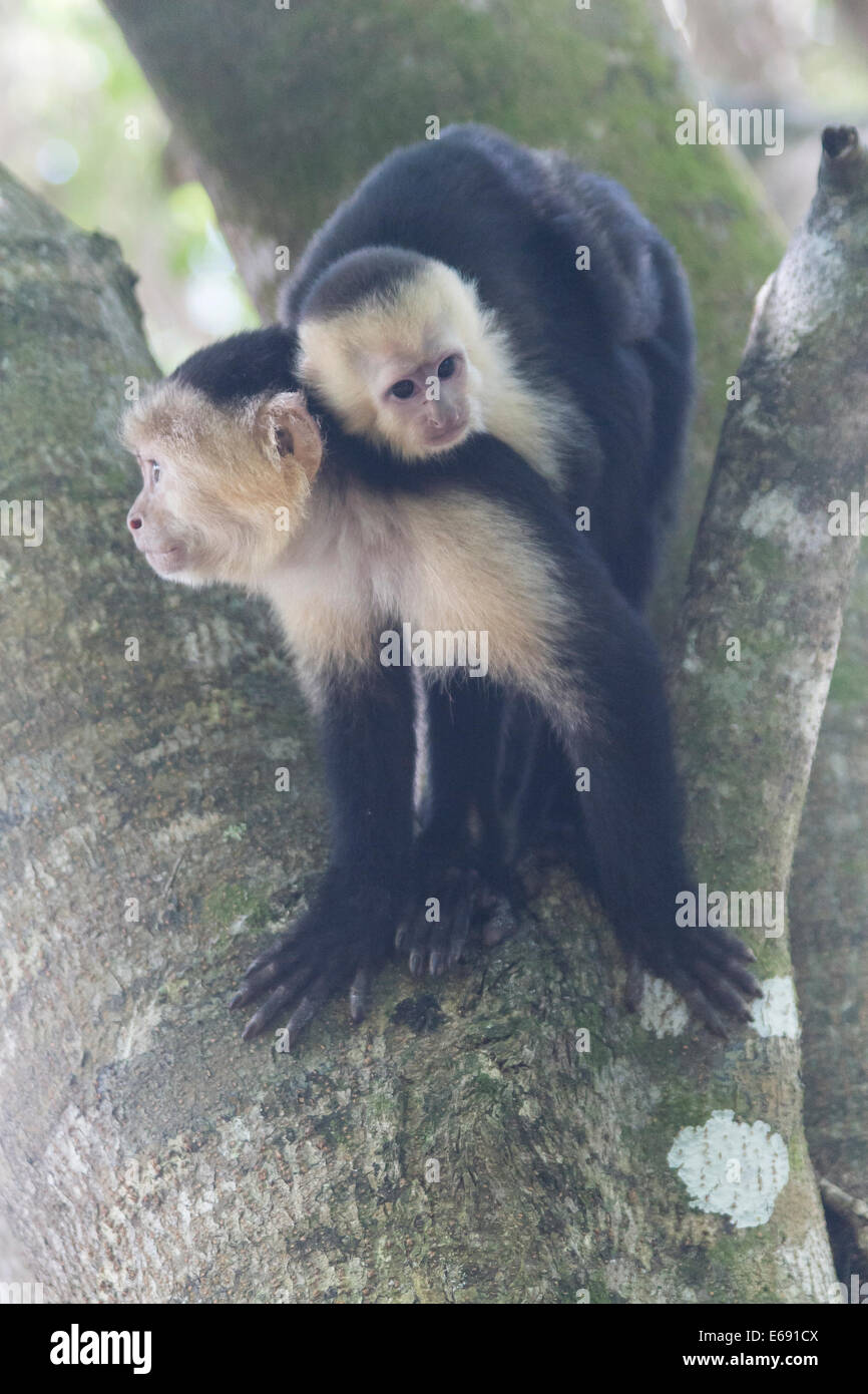 Capuchin monkey (Cebus capucinus) mother with child in the lowland ...
