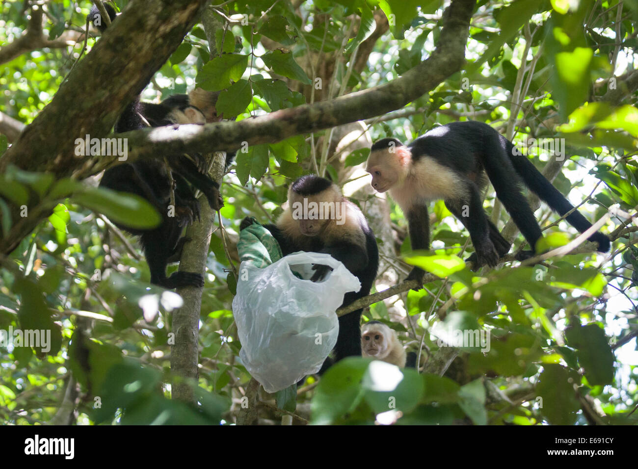 A mischievous group of white-headed capuchin monkeys (Cebus capucinus ...