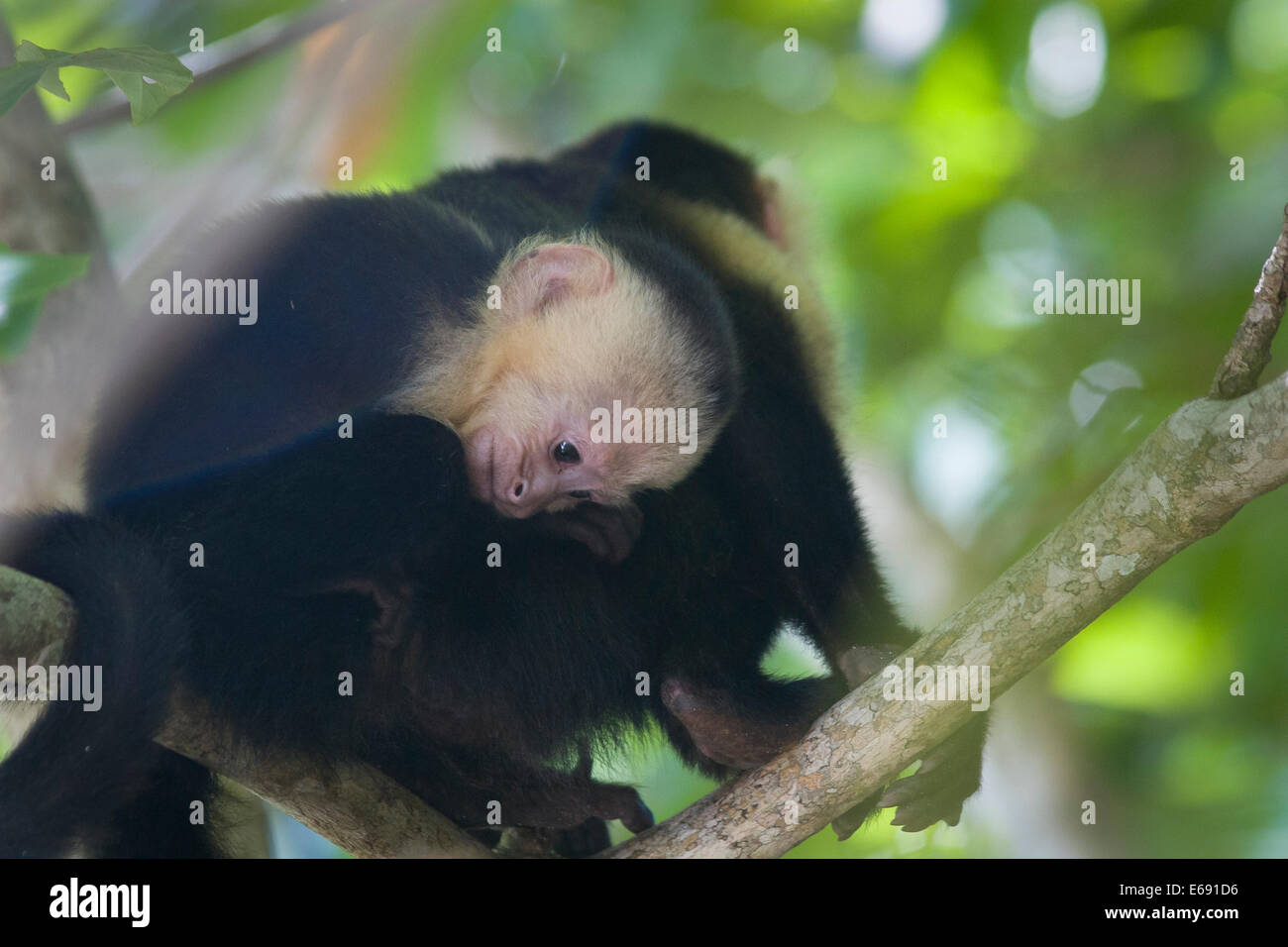 Capuchin mother and baby hi-res stock photography and images - Alamy