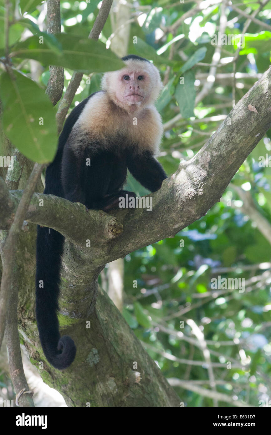 Capuchin monkey (Cebus capucinus) in the lowland tropical rainforests ...