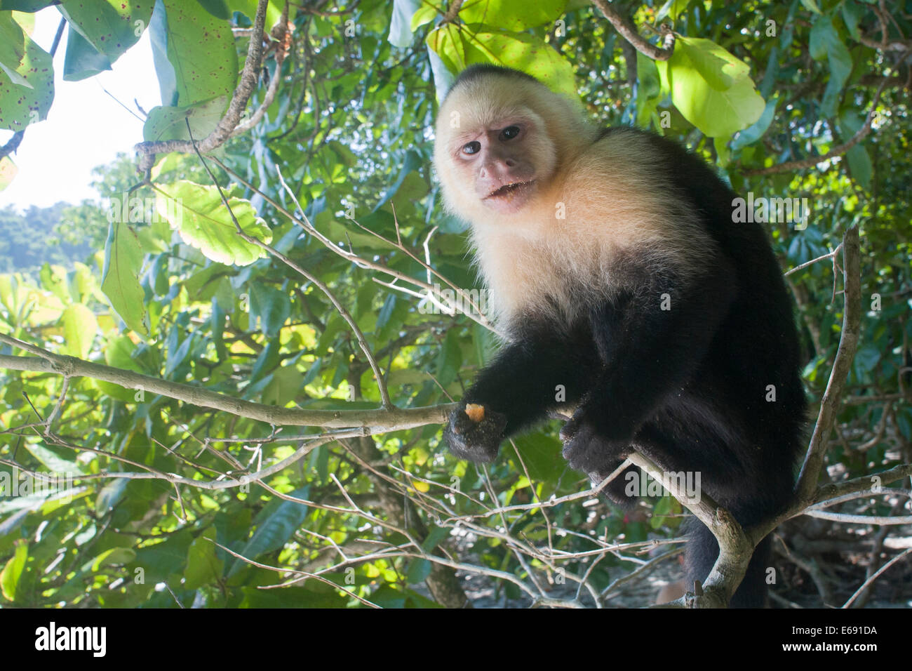 Capuchin monkey (Cebus capucinus) eating junk food provided by tourists ...