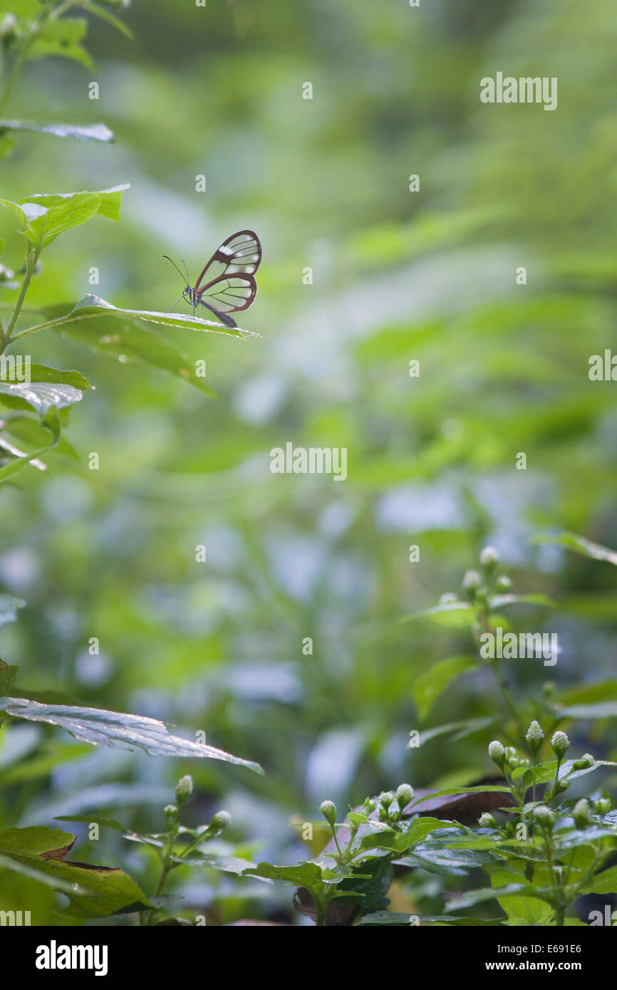 Clearwing butterfly (family Nymphalidae Stock Photo - Alamy