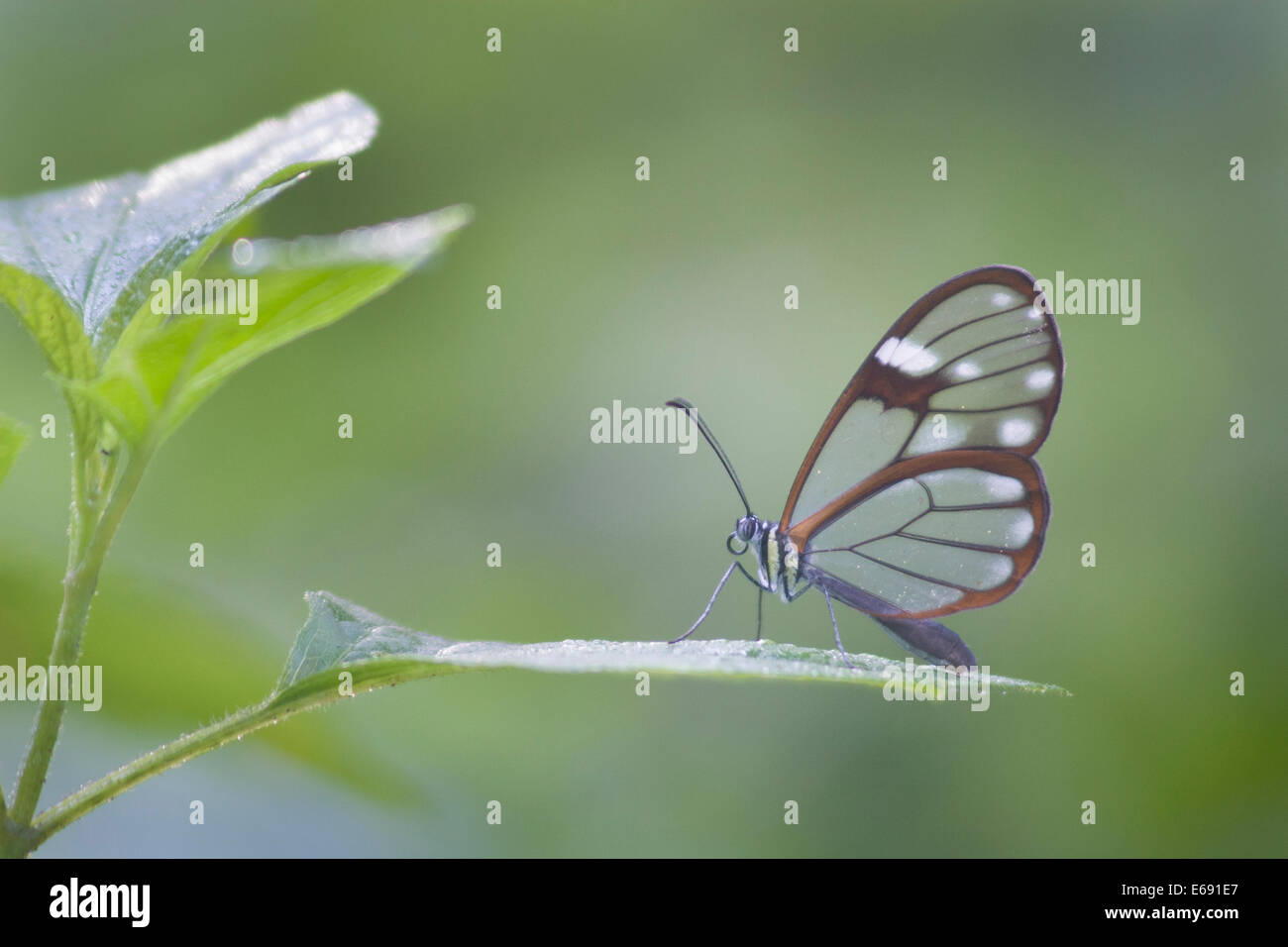 Clearwing butterfly (family Nymphalidae Stock Photo - Alamy