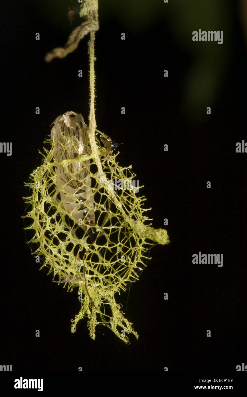 Basket cocoon of a false burnet moth (familiy Urodidae). Photographed ...