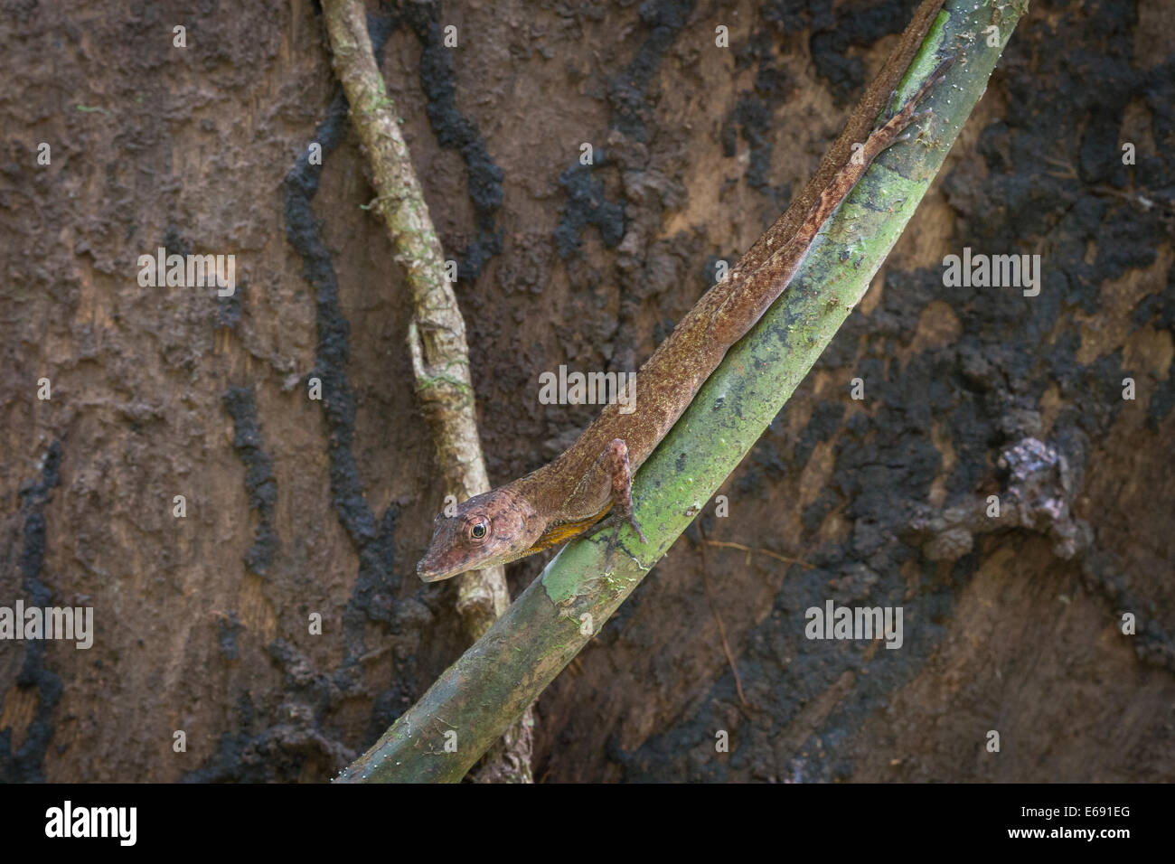 Golfo dulce anole norops hi-res stock photography and images - Alamy