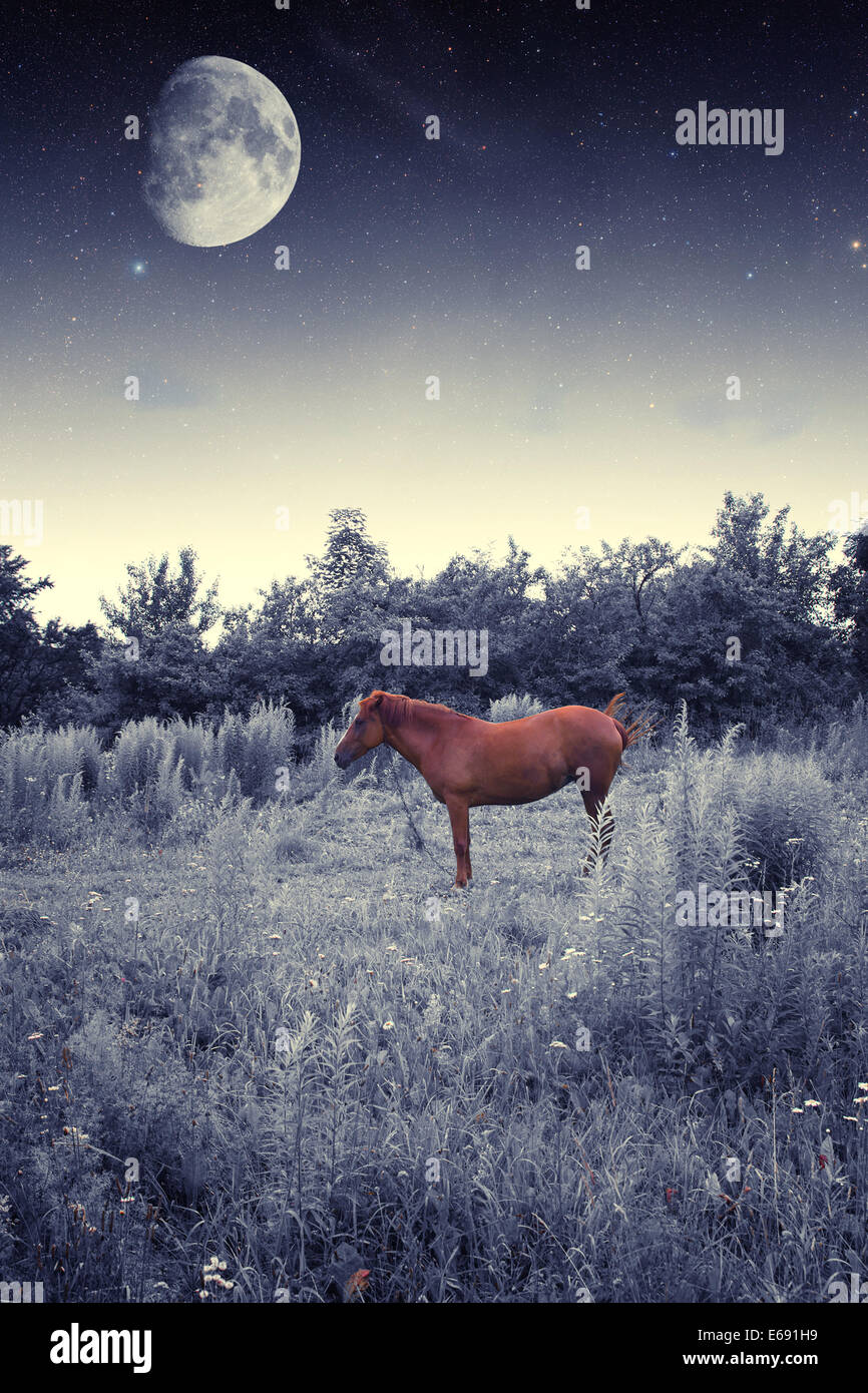 horse at night. Elements of this image furnished by NASA Stock Photo ...