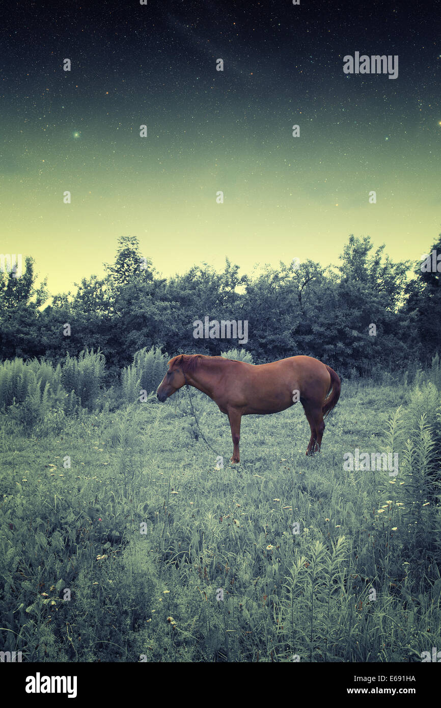 horse at night. Elements of this image furnished by NASA Stock Photo ...