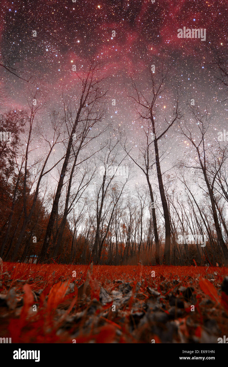 spring night infrared photography. Elements of this image furnished by ...