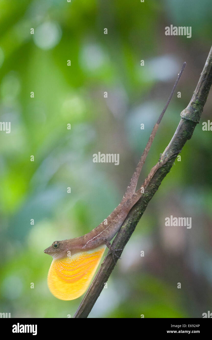A Golfo-Dulce anole (Anolis polylepis) displaying its colorful dewlap ...