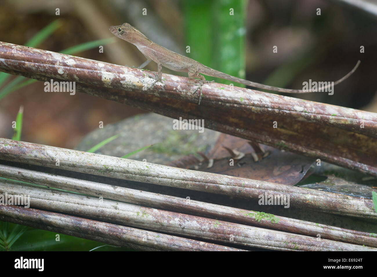 A Golfo-Dulce anole (Anolis polylepis). Photographed in Costa Rica ...