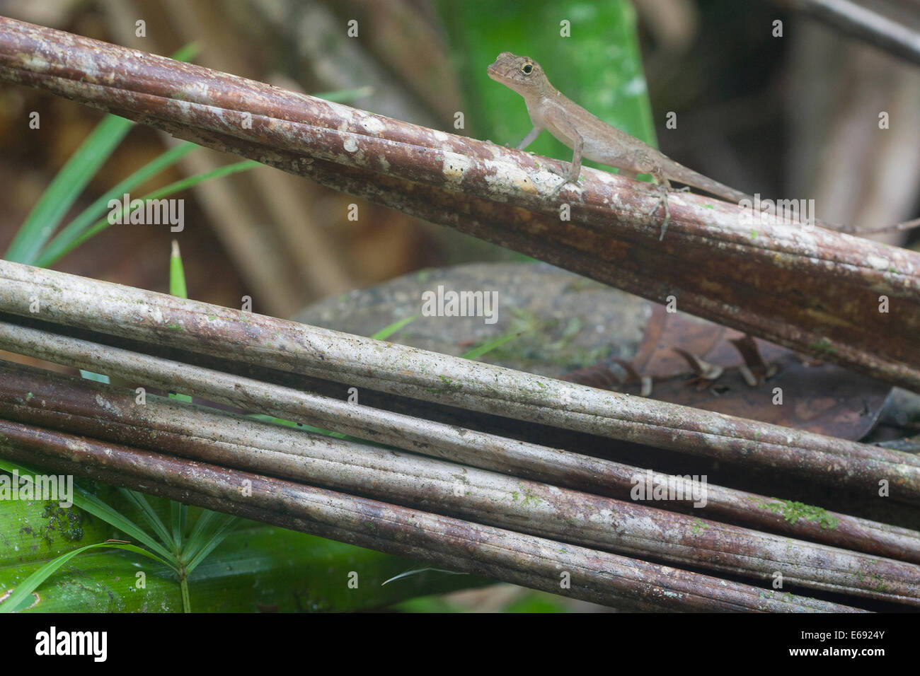 A Golfo-Dulce anole (Anolis polylepis). Photographed in Costa Rica ...