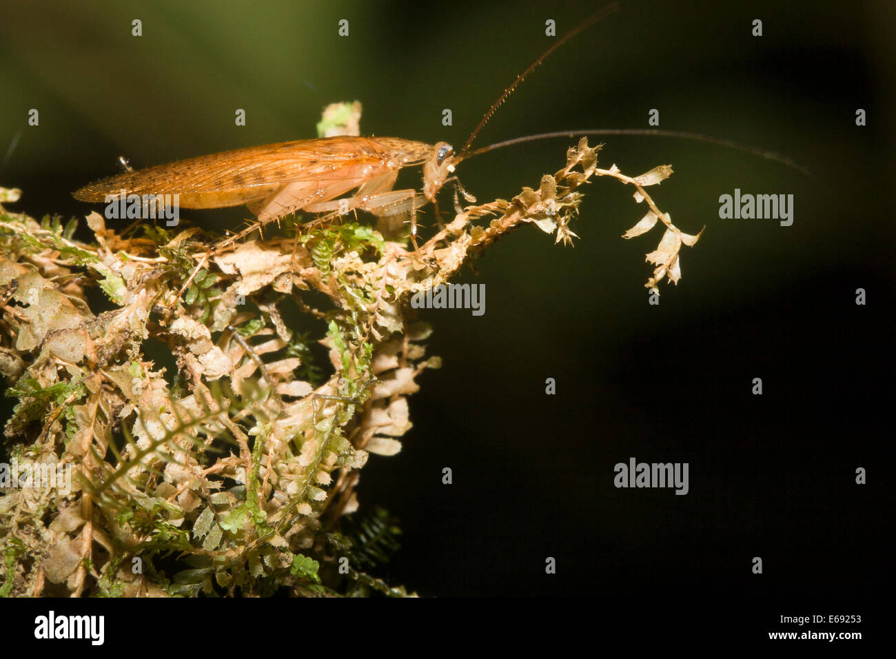 Tropical cockroach (order Blattodea). Photographed in Costa Rica Stock ...