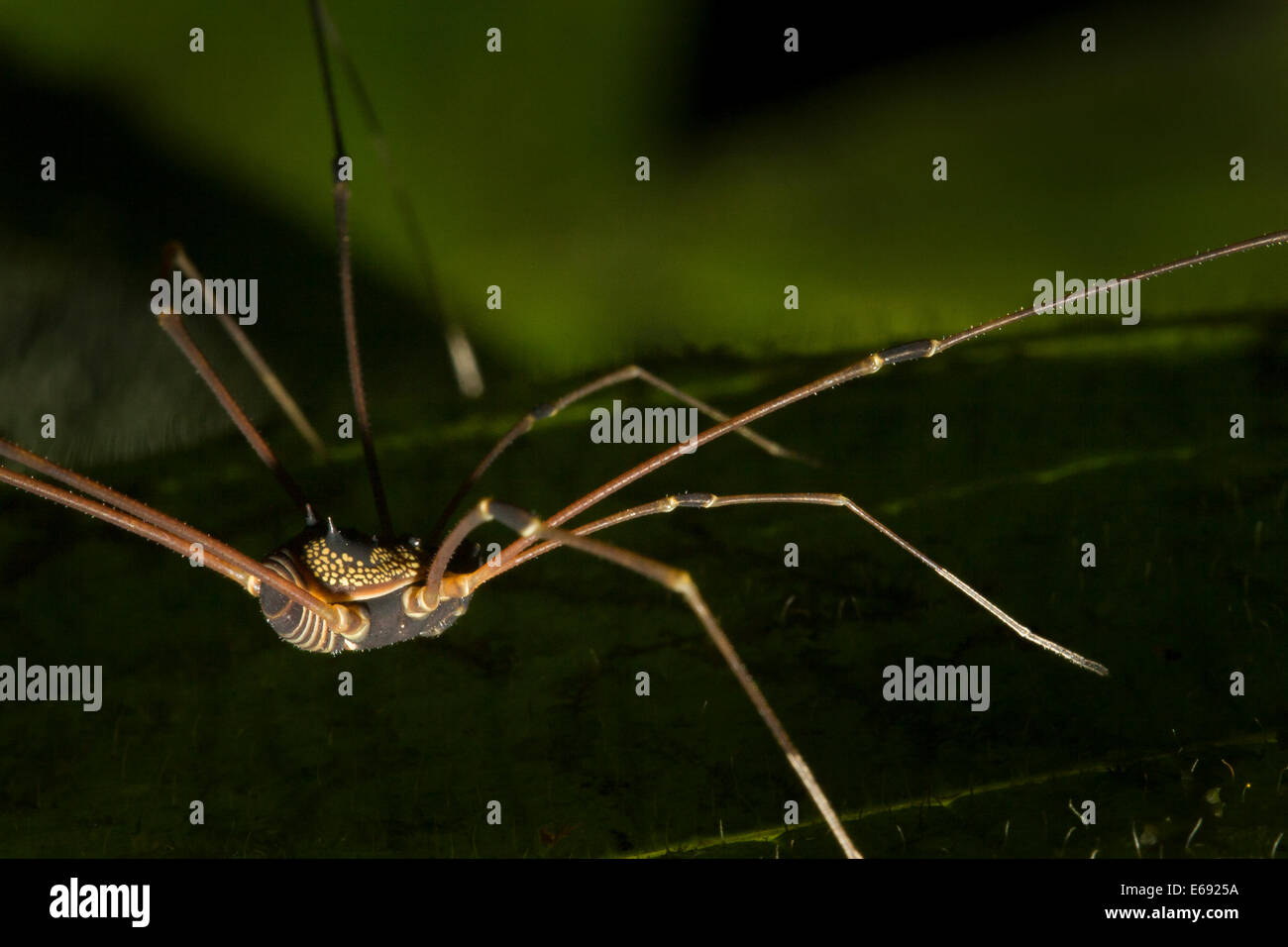 A superbly ornate tropical harvestman (order Opiliones). Photographed ...