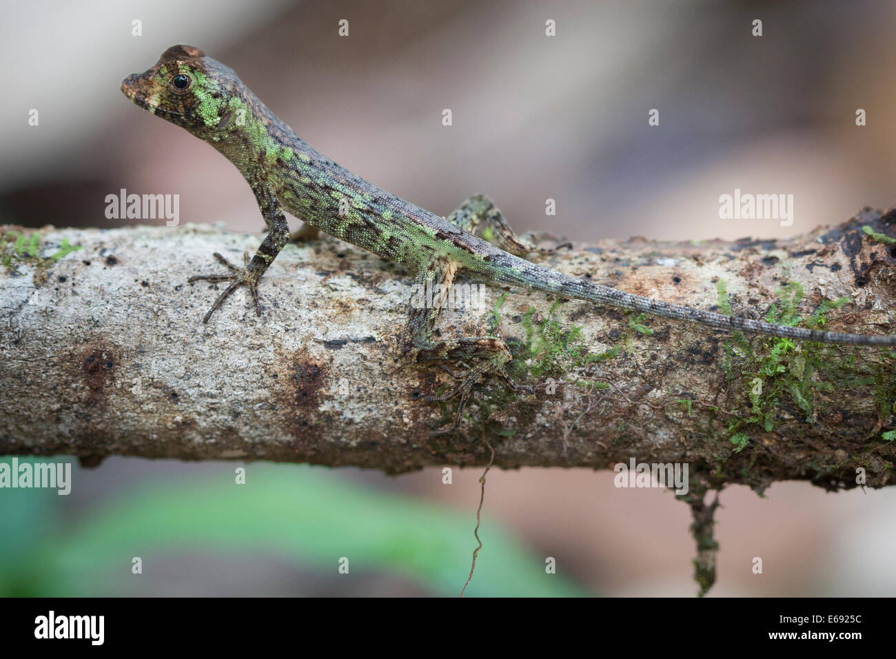 A superbly camouflaged pug-nosed anole (Anolis capito). This is an ...