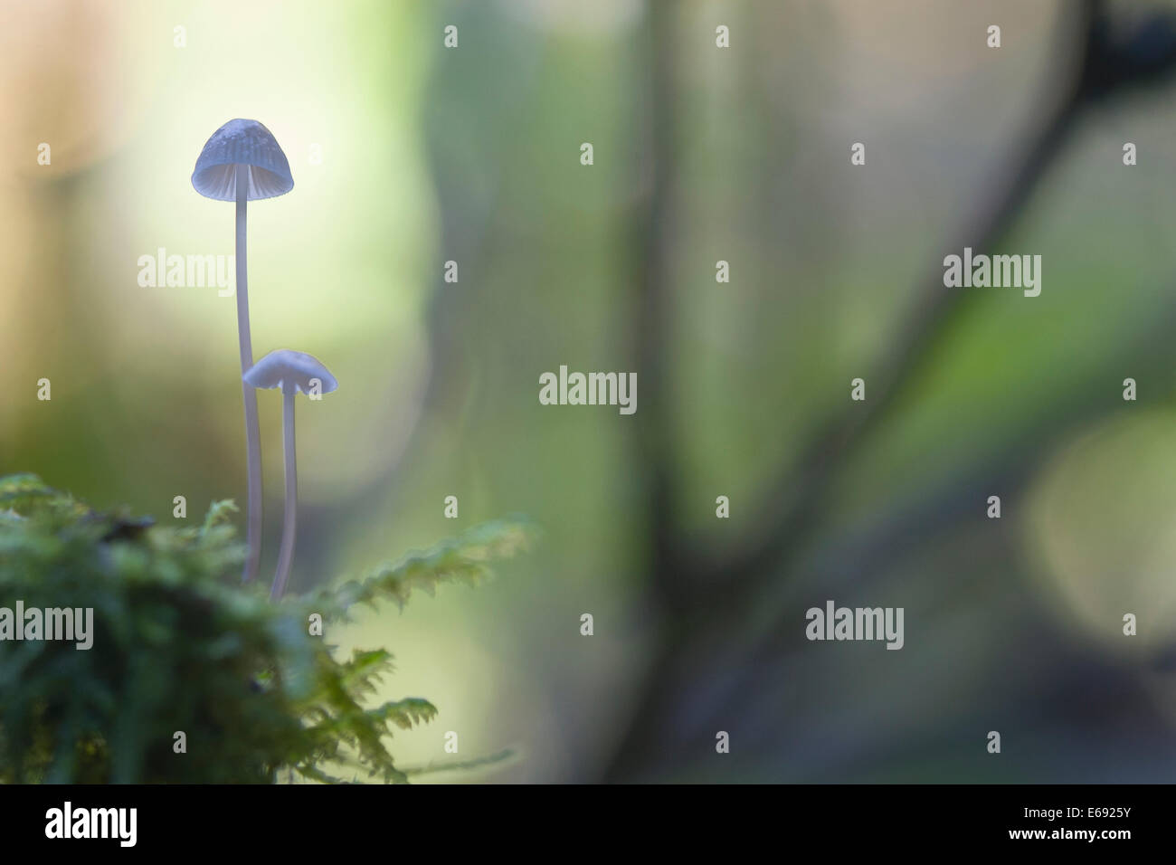 Mushrooms. Photographed in Oregon, USA Stock Photo - Alamy