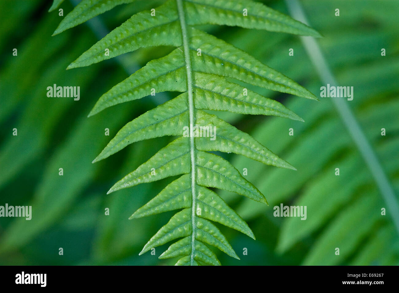 Fern leaf. Photographed in Oregon, USA Stock Photo - Alamy