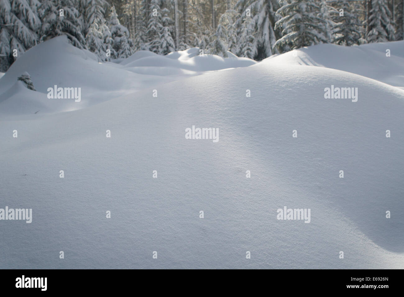 Snowy forest, Mount Hood National Forest, Oregon, USA Stock Photo - Alamy