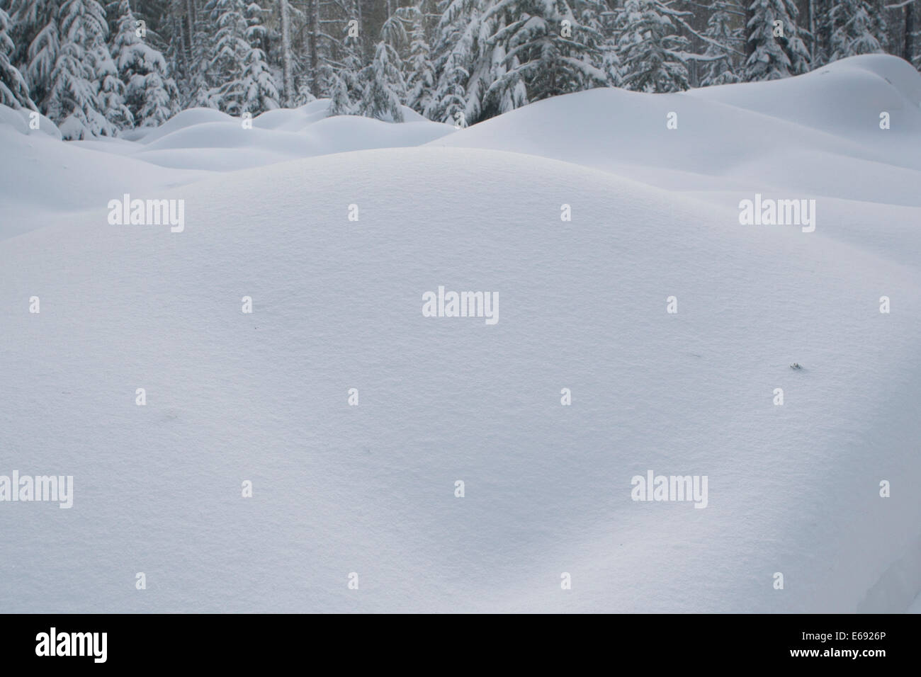 Snowy forest, Mount Hood National Forest, Oregon, USA Stock Photo - Alamy