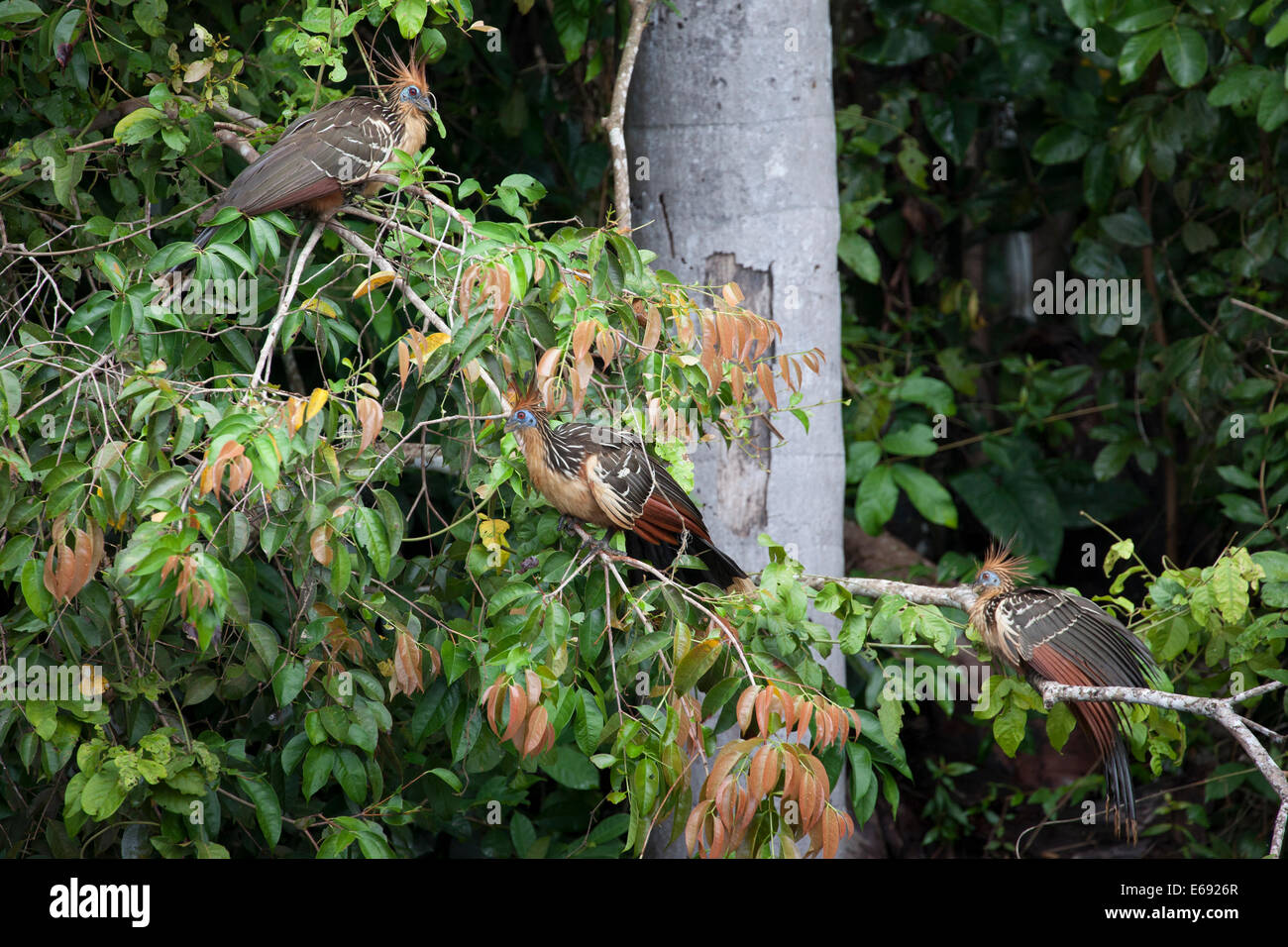 The hoatzin, a.k.a. "stinkbird," due to a manure-like smell (a result ...