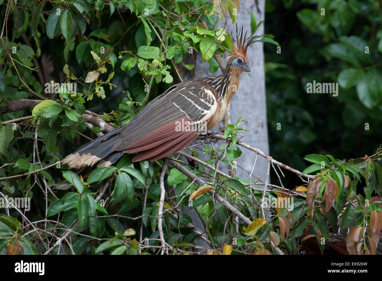 The hoatzin, a.k.a. "stinkbird," due to a manure-like smell (a result ...