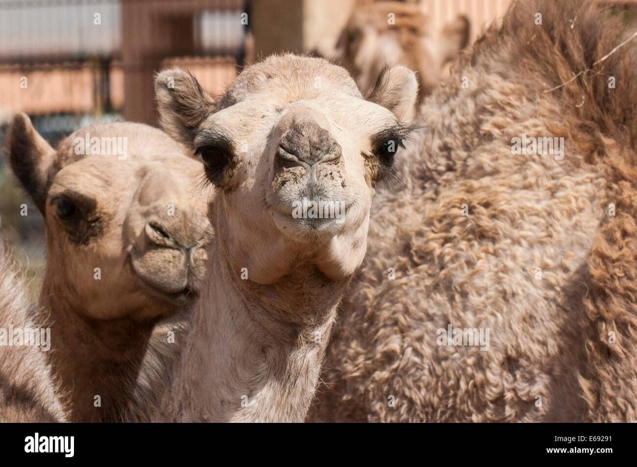Camels at the Camel market in Al Ain near Dubai, United Arab Emirates ...