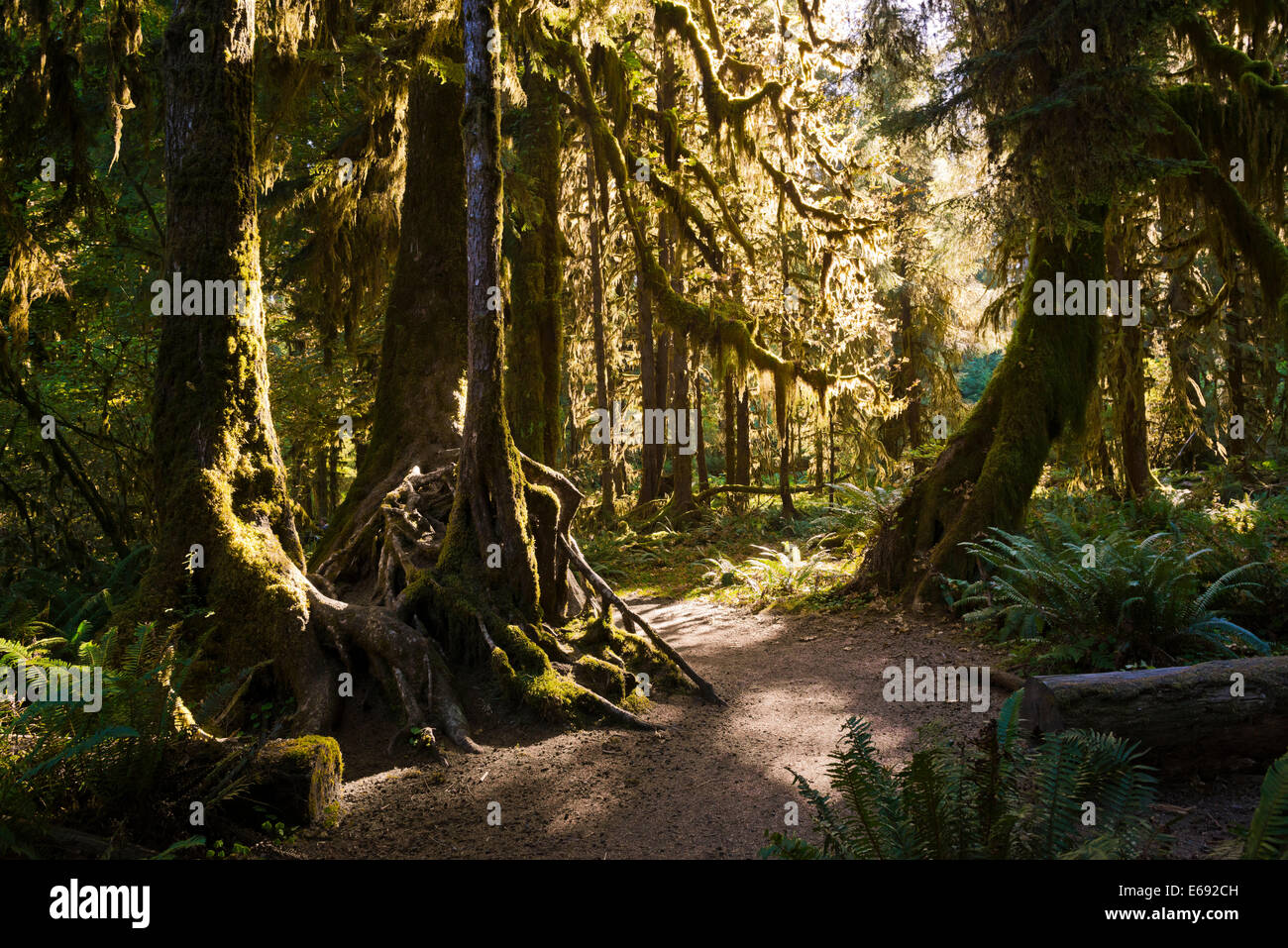 Forest plant trail hi-res stock photography and images - Alamy