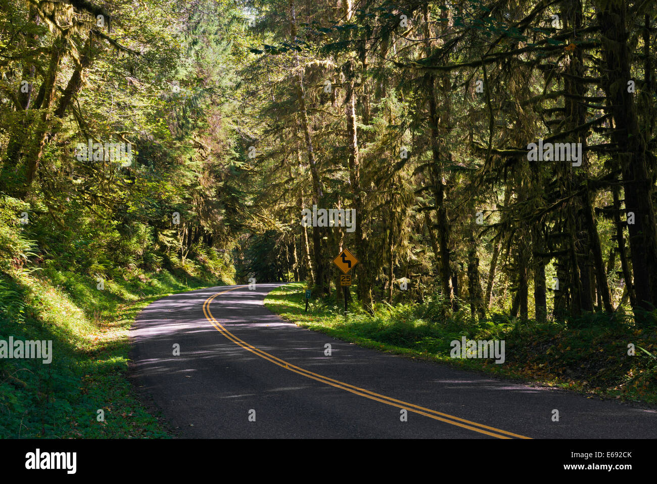 road in forest Stock Photo - Alamy