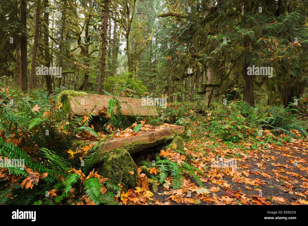 Rainforest hike hi-res stock photography and images - Alamy