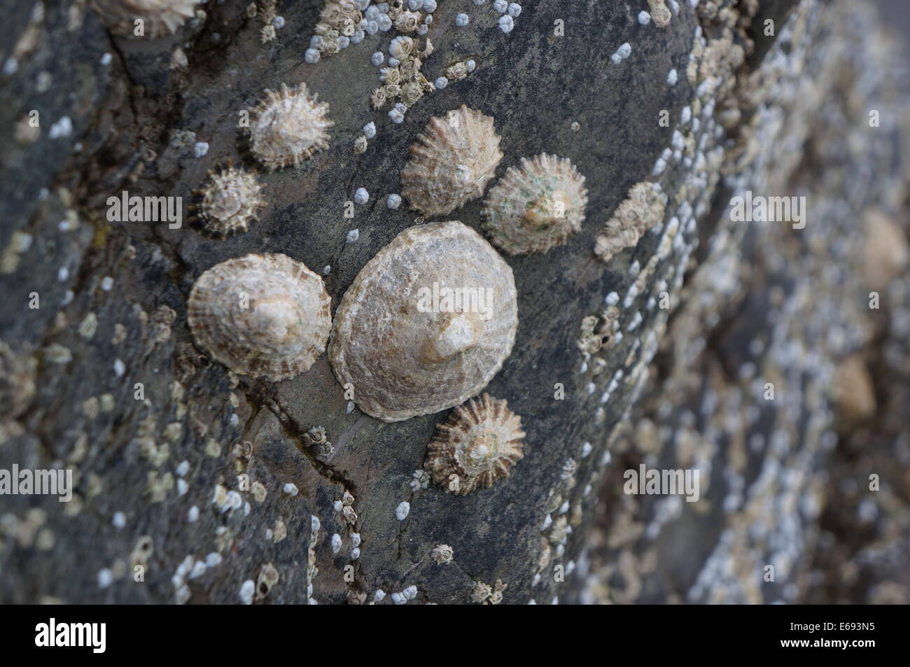 live sea shells in various stages of maturity attached to a rock Stock ...