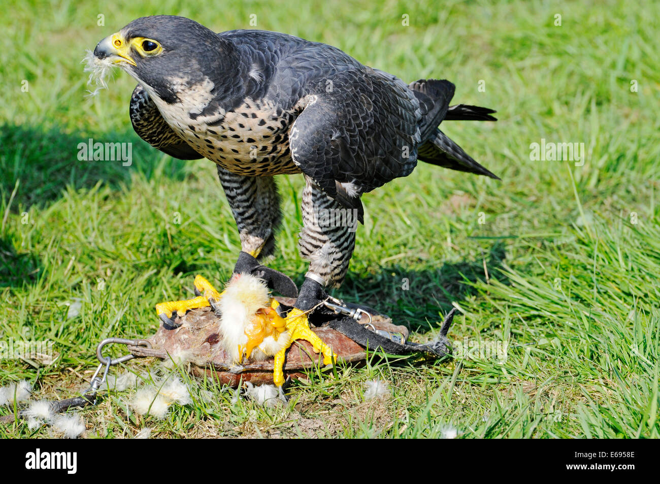 Peregrine Falcon (Falco peregrinus) with its prey, captive, North Rhine ...