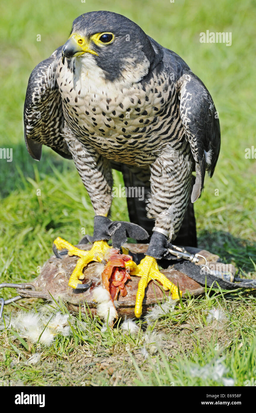 Peregrine Falcon (Falco peregrinus) with its prey, captive, North Rhine ...