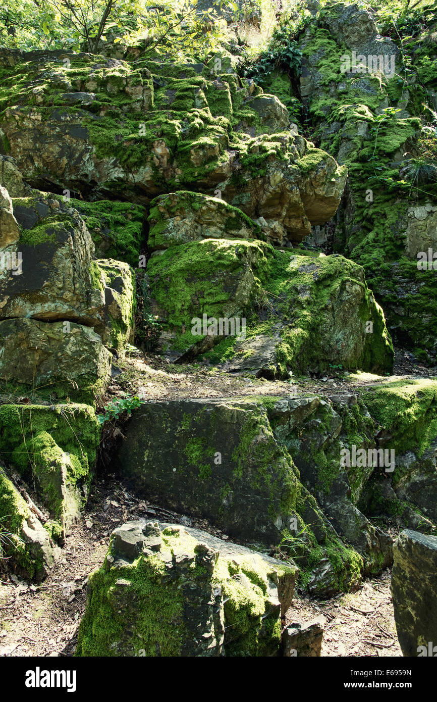 Rocks overgrown with moss in the forest Stock Photo - Alamy