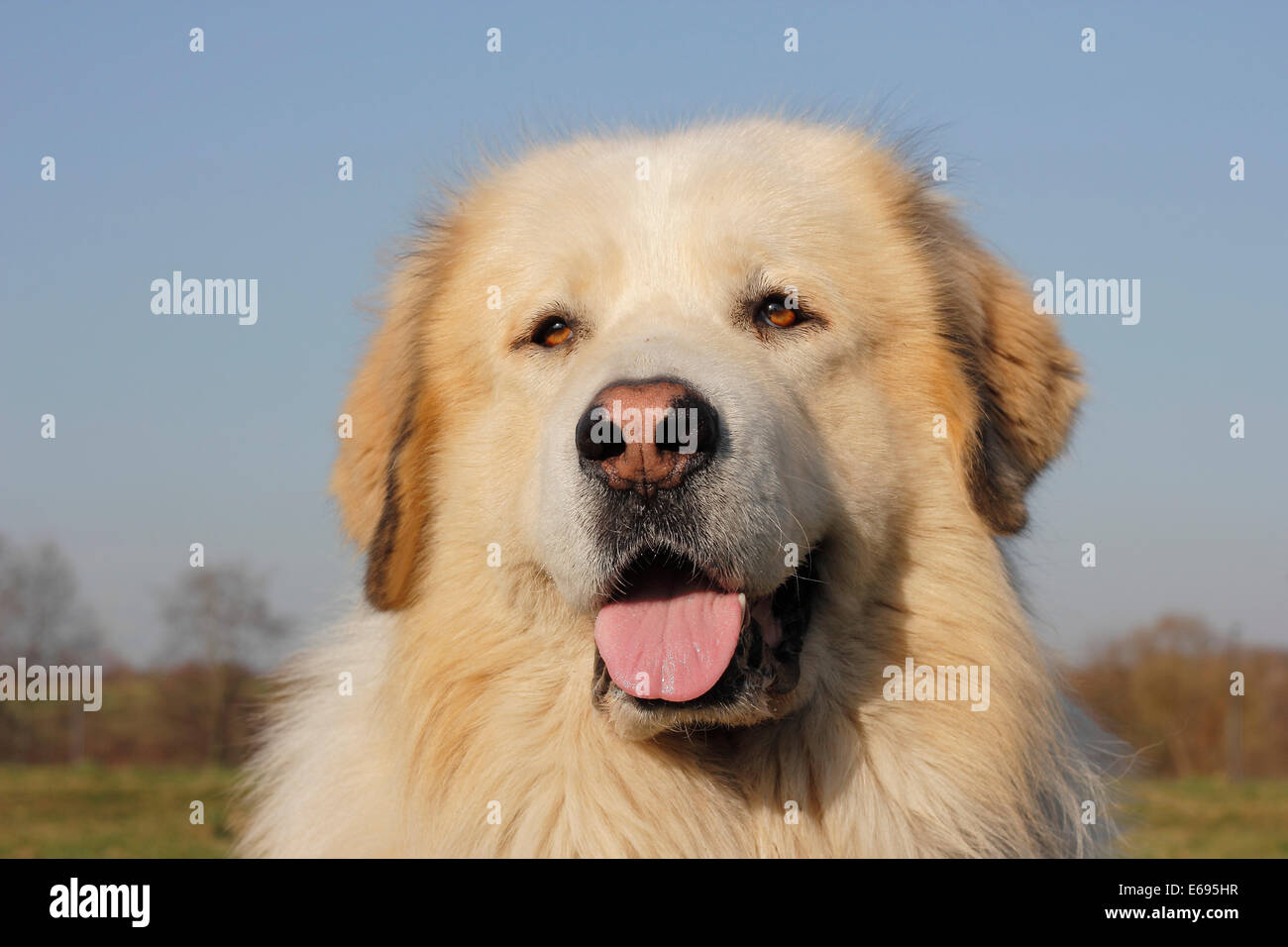 Sheep dog, crossbreed, portrait Stock Photo - Alamy