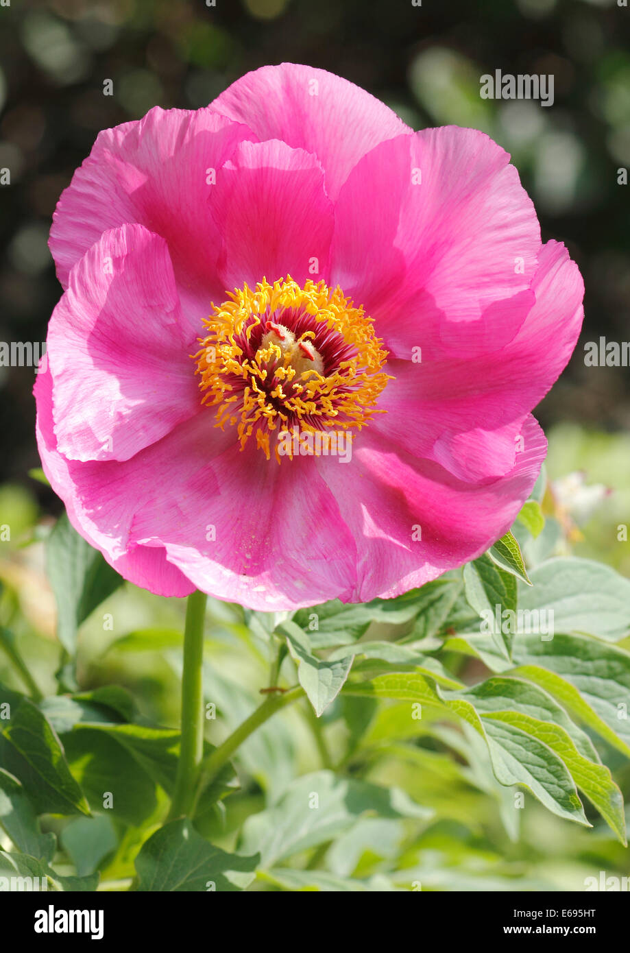 Peony (Paeonia), flowering Stock Photo - Alamy