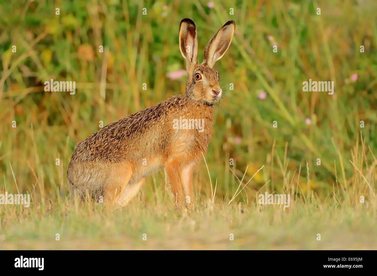 European Hare (Lepus europaeus), North Rhine-Westphalia, Germany Stock ...