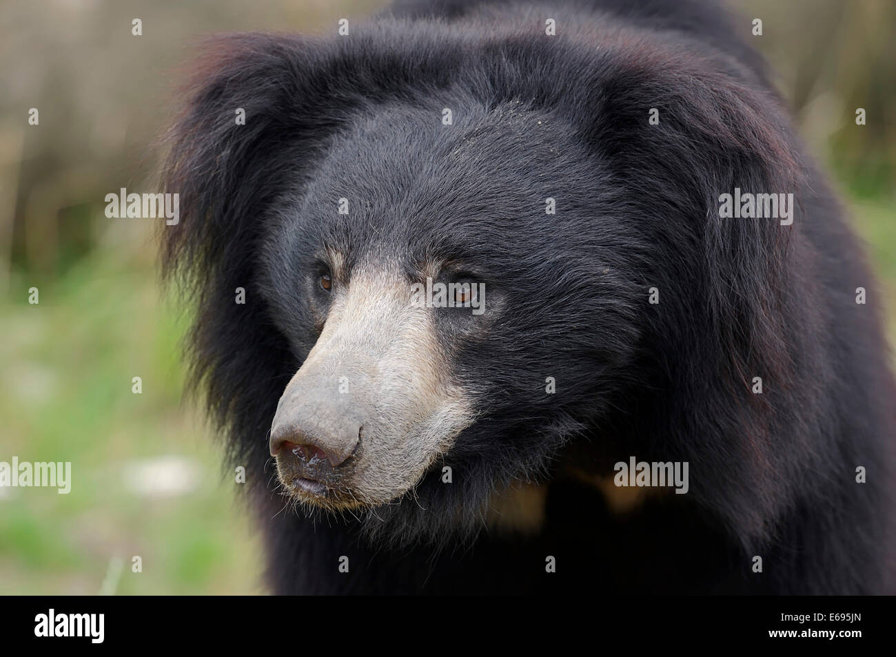 Sloth Bear (Melursus ursinus, Ursus ursinus), portrait, native to South ...