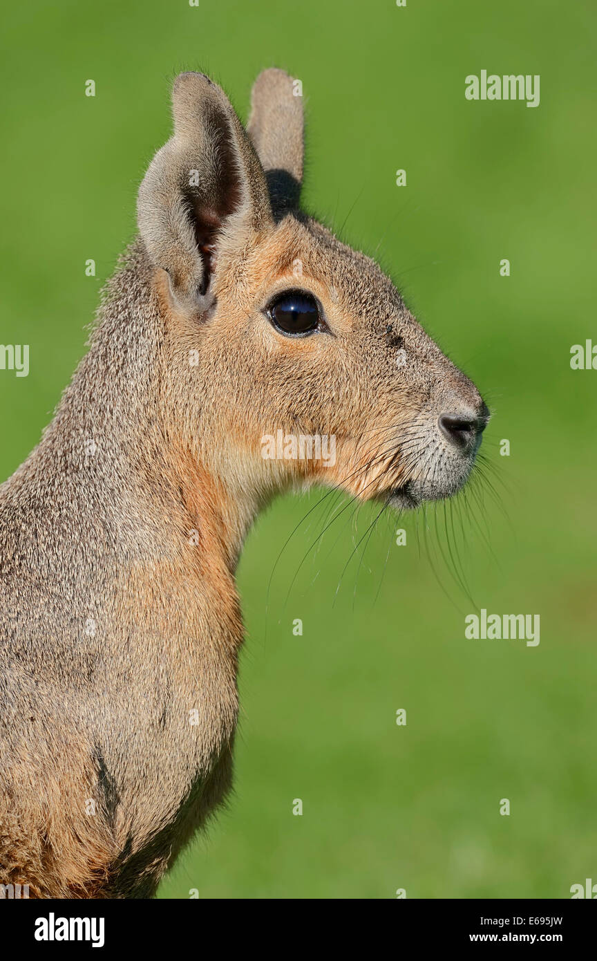 Patagonian native hi-res stock photography and images - Alamy