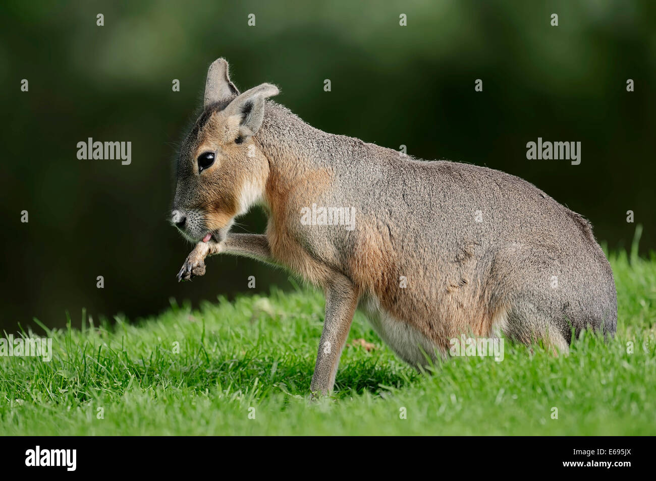 Patagonian mara hi-res stock photography and images - Alamy