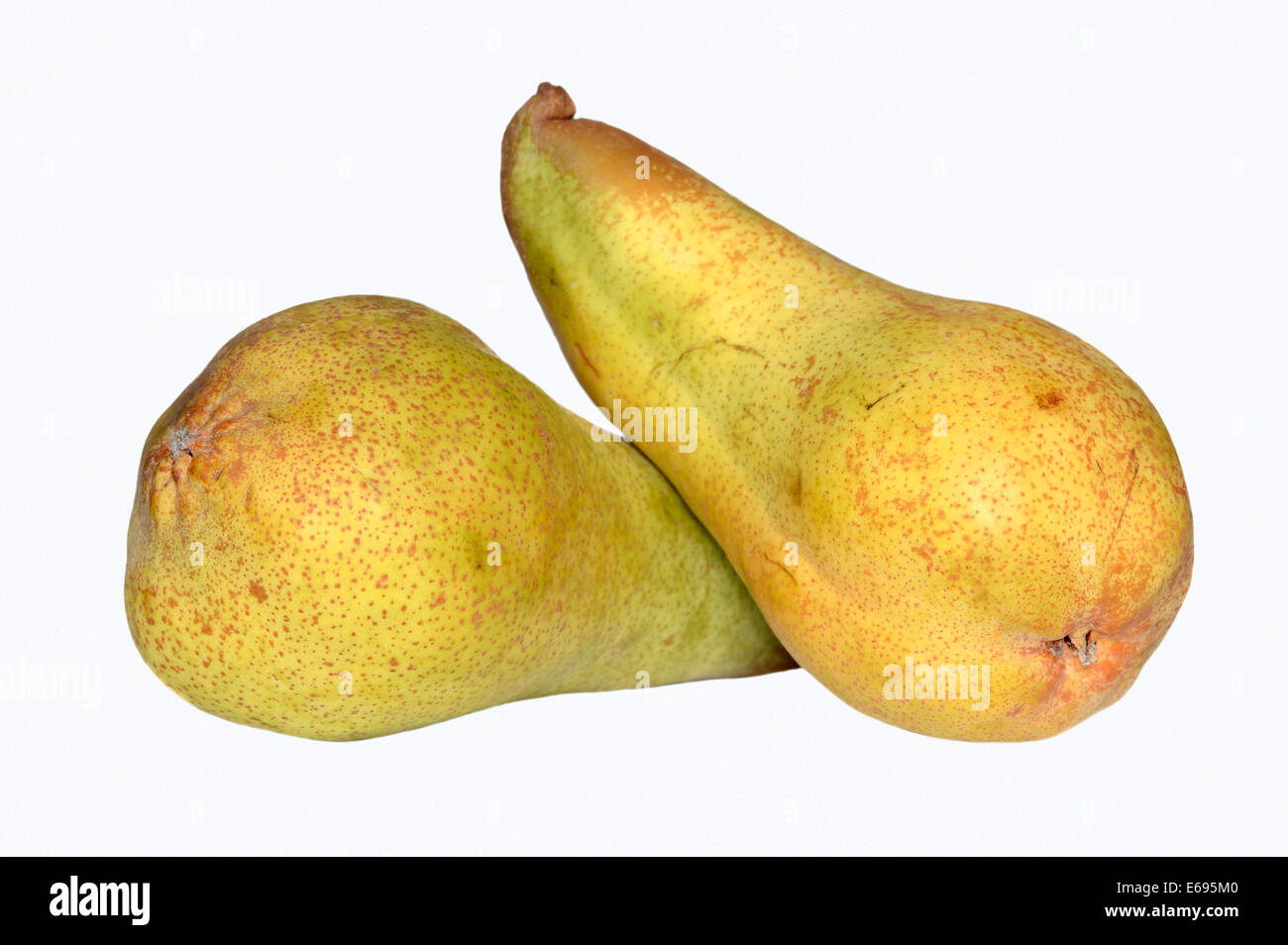 Pears (Pyrus communis), Williams Christ variety Stock Photo - Alamy