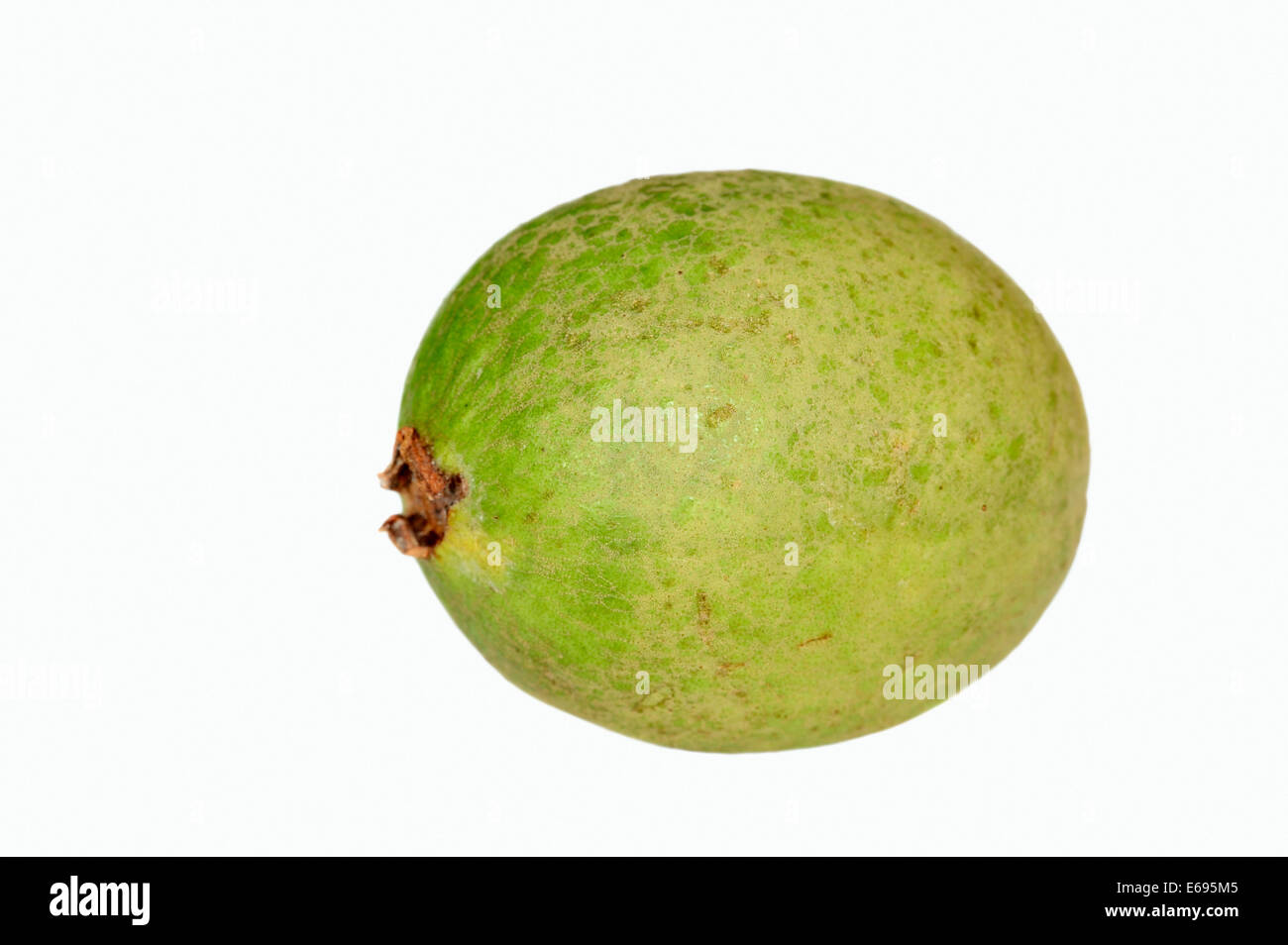 Apple guava common guava psidium Cut Out Stock Images & Pictures - Alamy