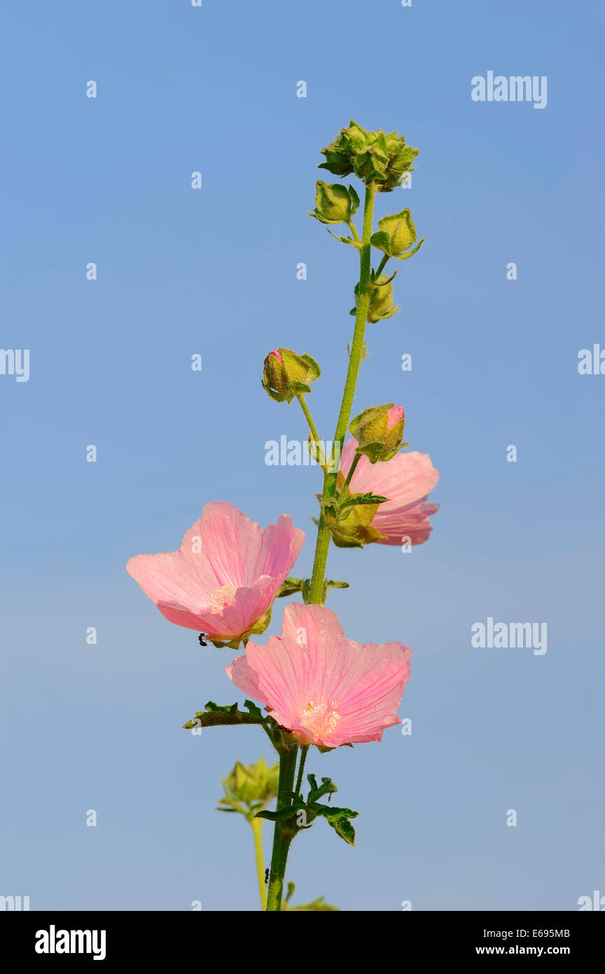 Greater Musk-mallow, Cut-leaved Mallow or Hollyhock Mallow (Malva alcea ...