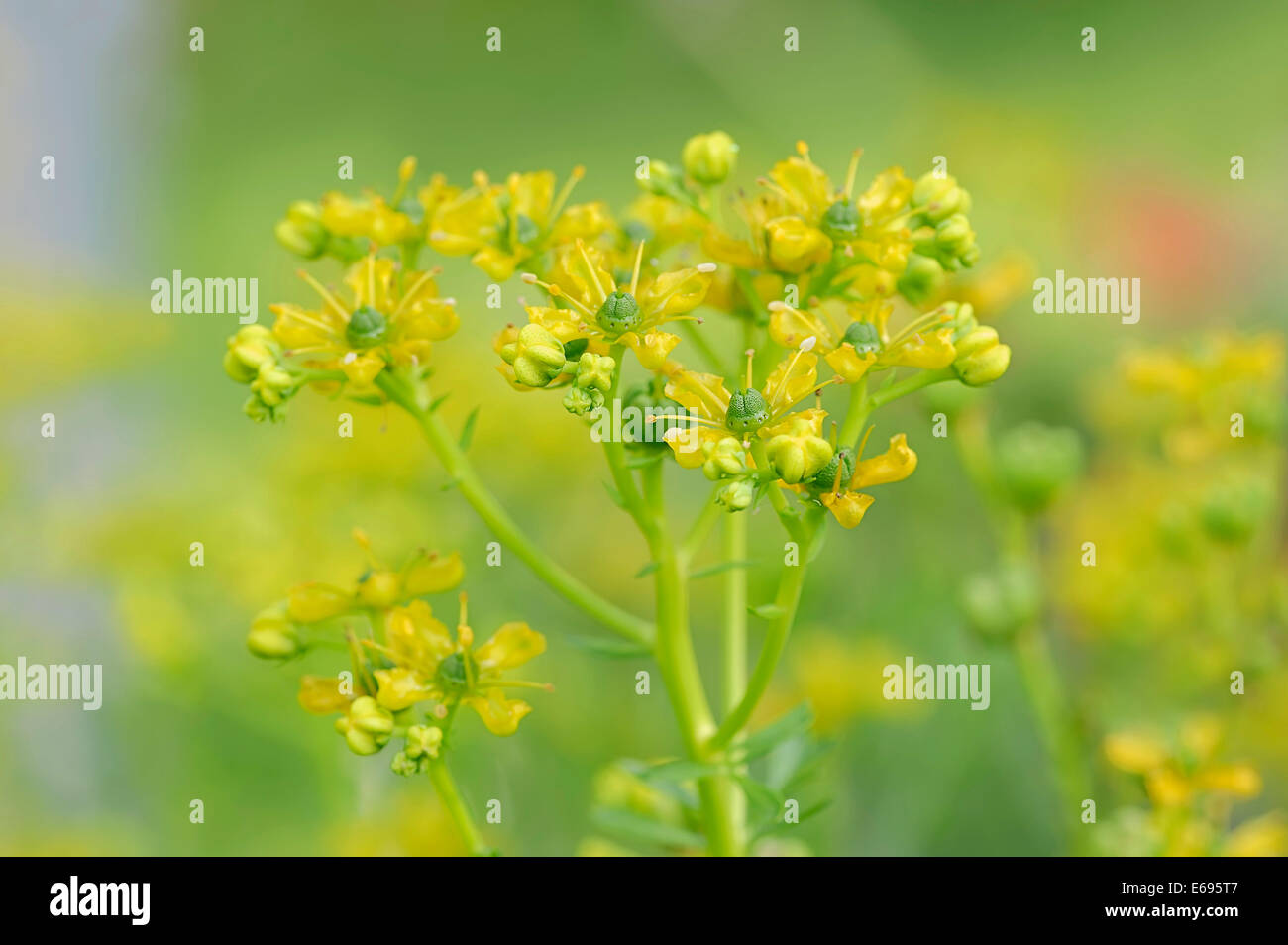Common Rue or Herb-of-grace (Ruta graveolens), inflorescence Stock ...