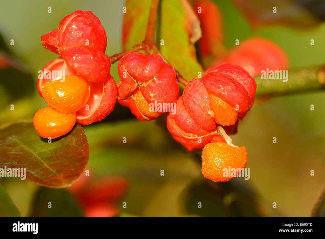 European Spindle or Common Spindle (Euonymus europaeus), fruits, North ...