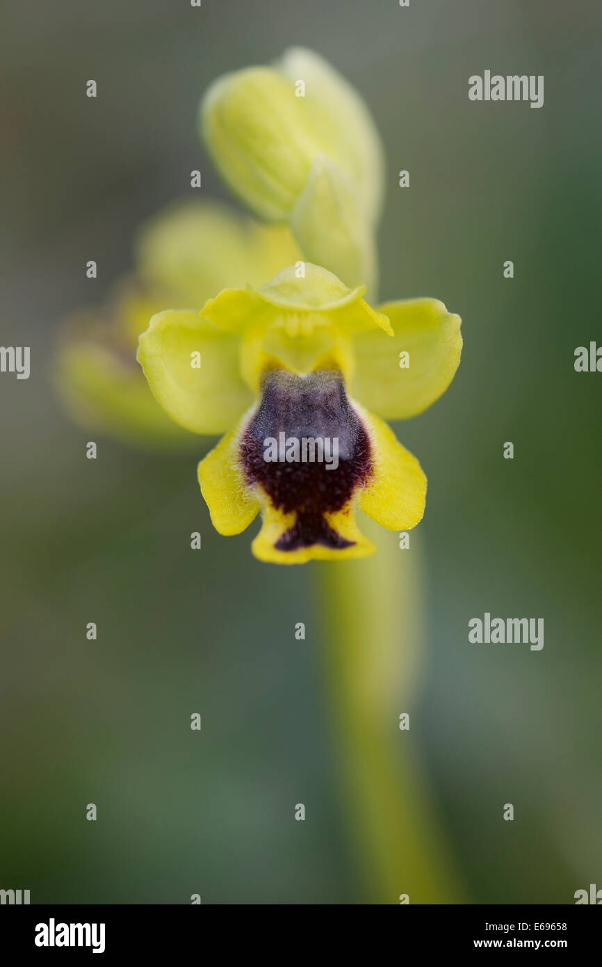Yellow bee orchid ophrys lutea hi-res stock photography and images - Alamy