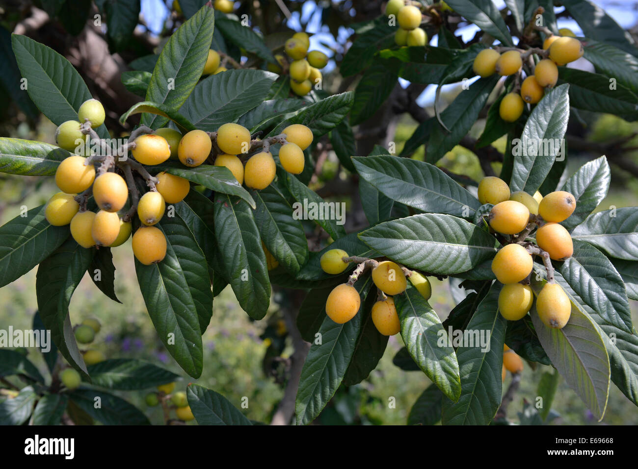 Loquat or Japanese Medlar (Eriobotrya japonica), Province of Messina ...