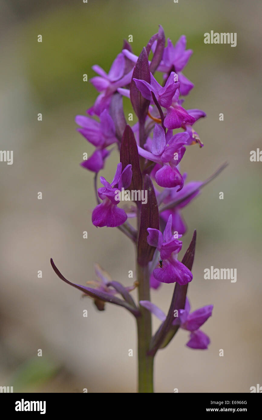 Roman Orchid (Orchis romana), Messina district, Sicily, Italy Stock ...