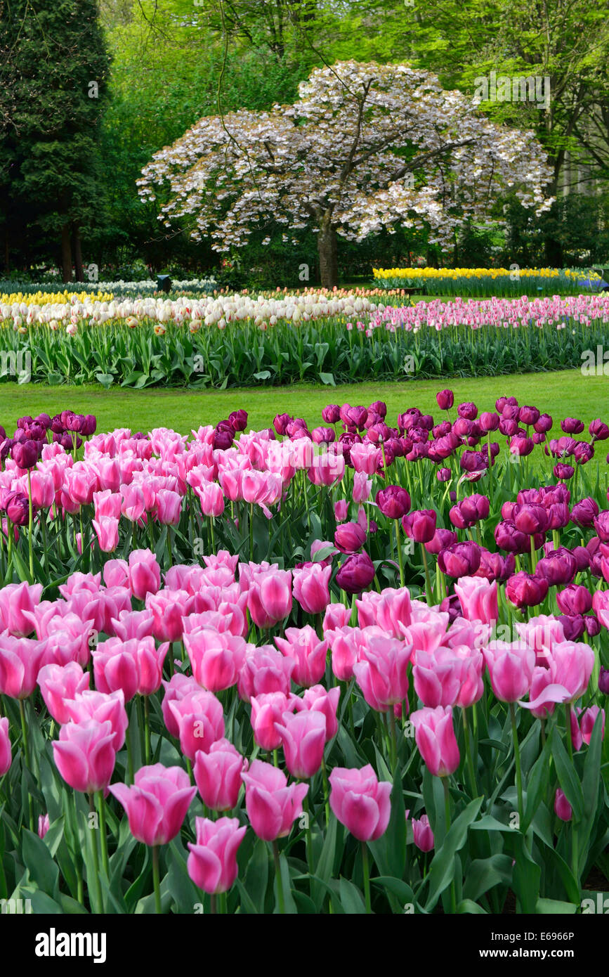 Tulips (Tulipa hybrids) at Keukenhof, Lisse, South Holland, Netherlands ...